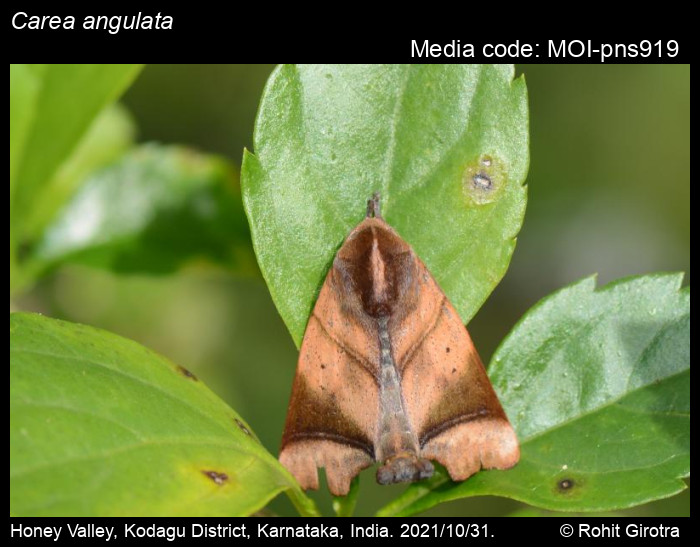 Carea angulata (Fabricius, 1793) - | Moths